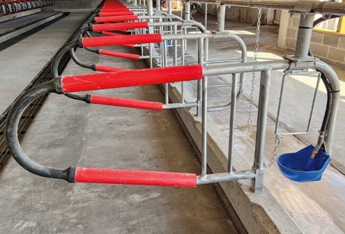 CK Manufacturing Tie Stalls For Dairy Barns