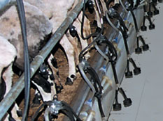 SYLCO HELLAS Moving Cascading Stalls For Sheep And Goat Milking