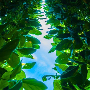 Bayer and Berkeley Lights announce a multi-year agreement ...