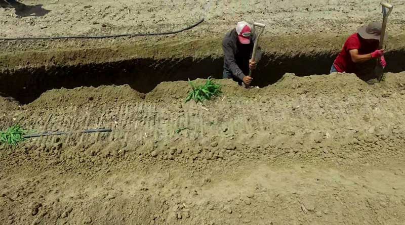 Installing Subsurface Drip Irrigation | Agriculture XPRT