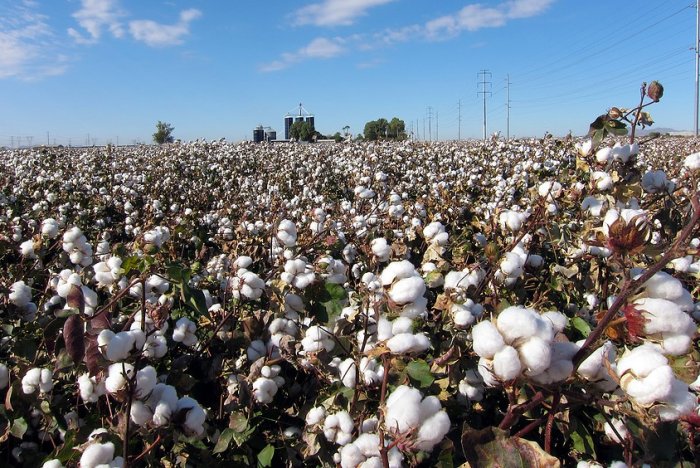 Farming Cotton In A Water-Scarce World