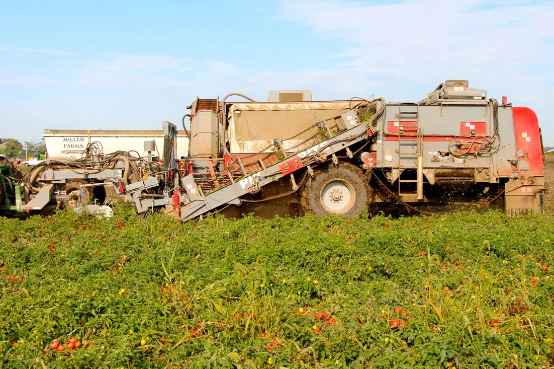 Pik Rite - 240 - Tomato Harvesters - Tomato Harvester By Pik ...