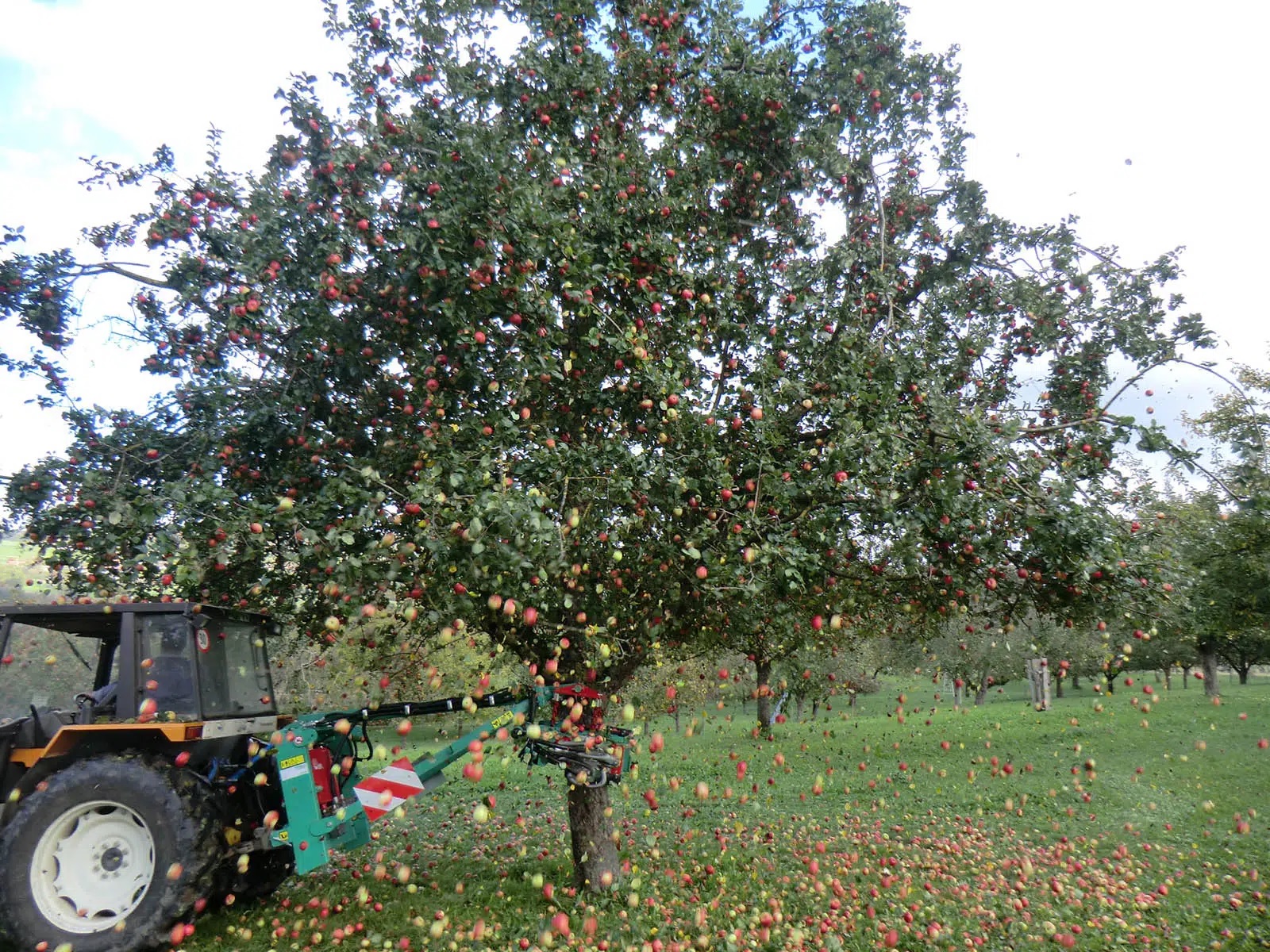 Feucht-Obsttechnik VHD / B / E Fruit Harvesting Trunk Shaker