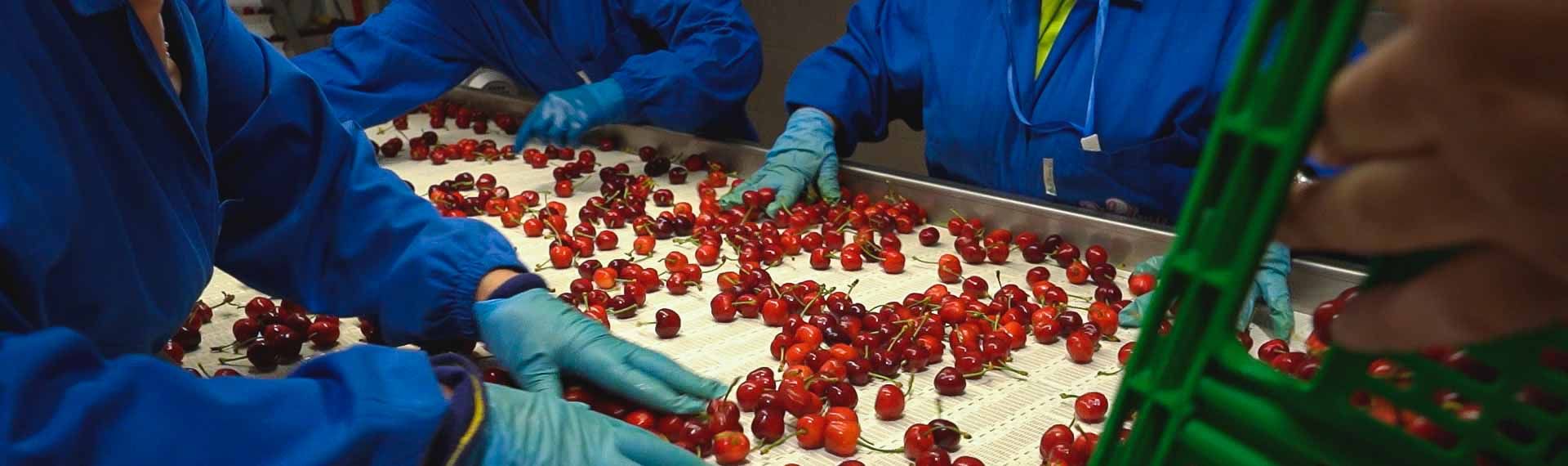 Sorma Manual Presorting Table For Fruit Inspection