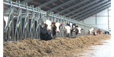 Livestock Gates - Heifer Headlocks - Axial Headlocks by ...