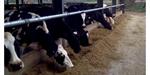 Single Pipe Feeding System For Dairy Cow Housing