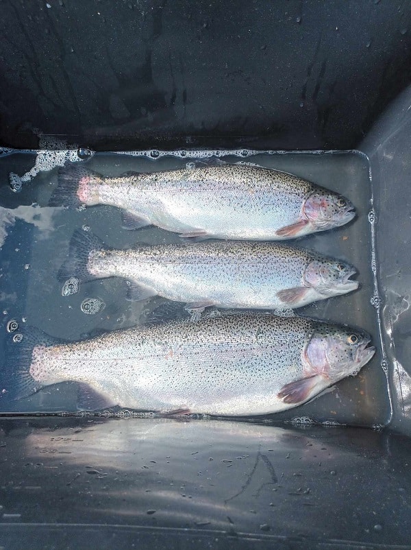 Aquasearch Cross + Large Rainbow Trout