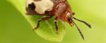 Biobug Insect Farming For Sustainable Animal Feed Production