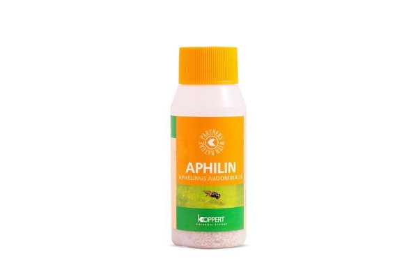 Koppert - Aphilin - Pest Control Products - Parasitic Wasp by ...