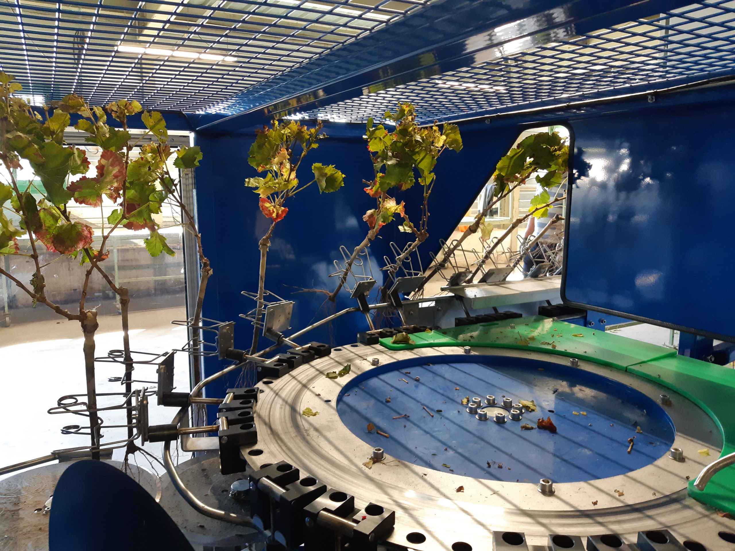 Mecaflor Triplants Vine Plant Cutting Machine