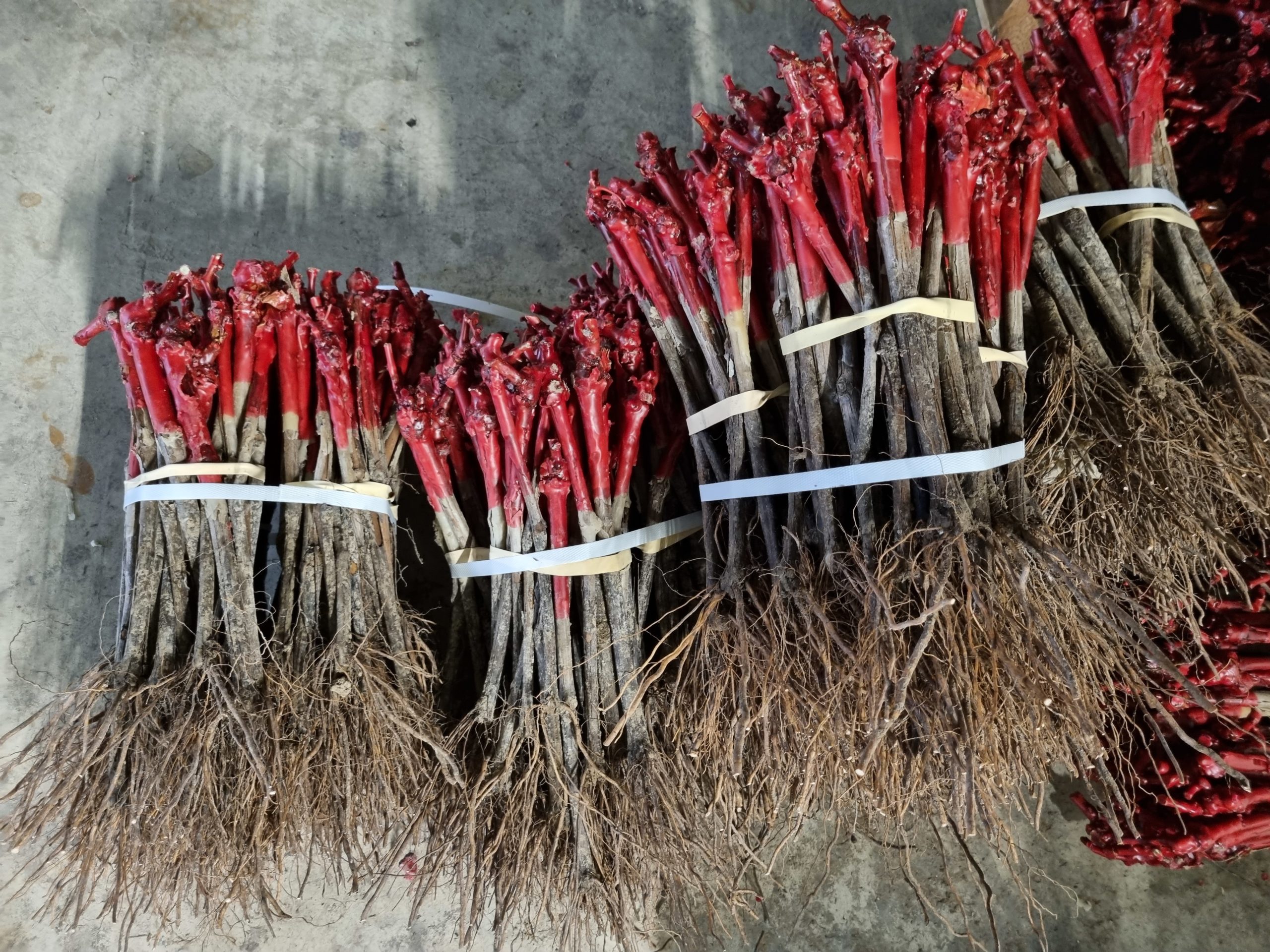 Mecaflor Triplants Vine Plant Cutting Machine