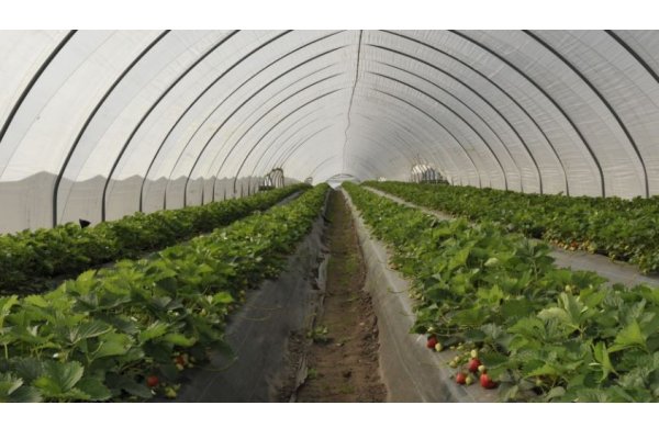 Haygrove Solo Series Stand-Alone Polytunnel