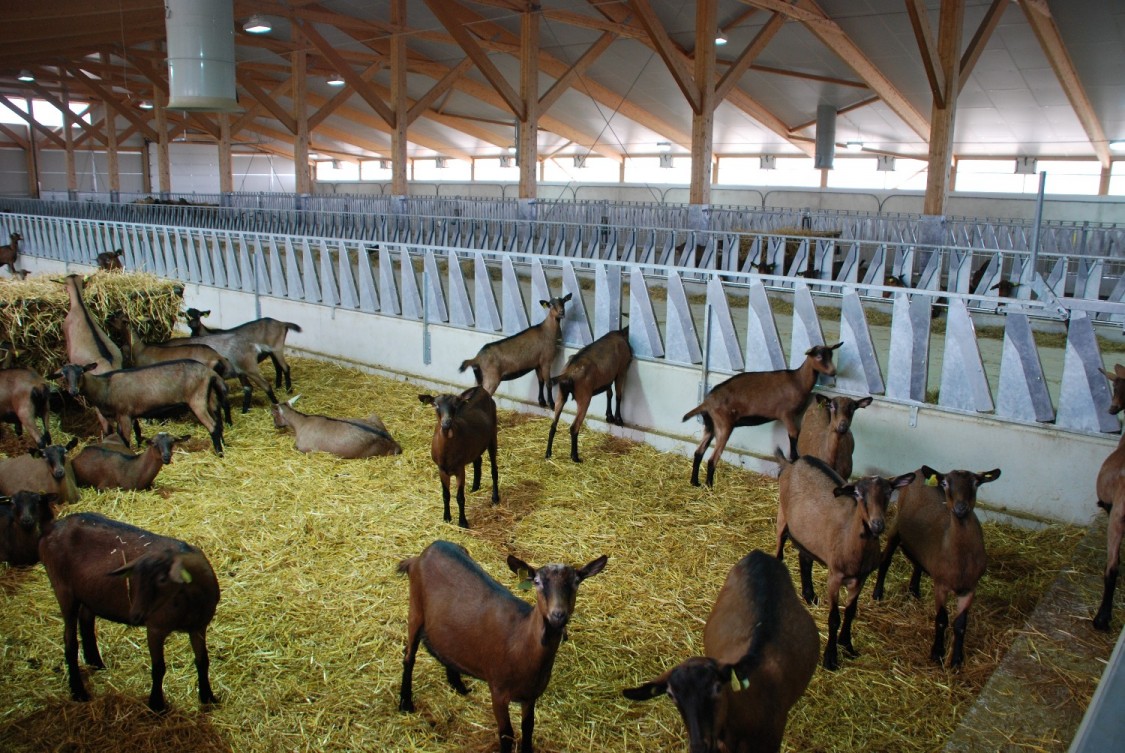 Albouy - Food - Headlock to Seal for Sheepfolds/Goats by ...