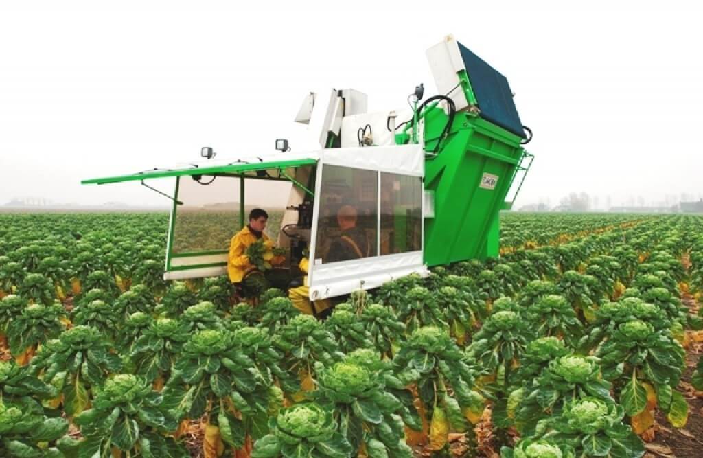Sprouts - SP2 (3&4) - Brussels Sprouts Harvesters