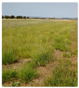 Hydroseeding - Native Grasses by Ecodynamics