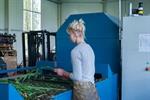 Florastar Flower Grading Machine / Flower Bunching Machine