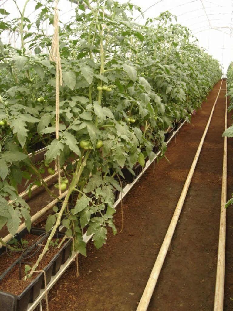 JBH Steel Gutter System For Enhanced Vegetable Cultivation