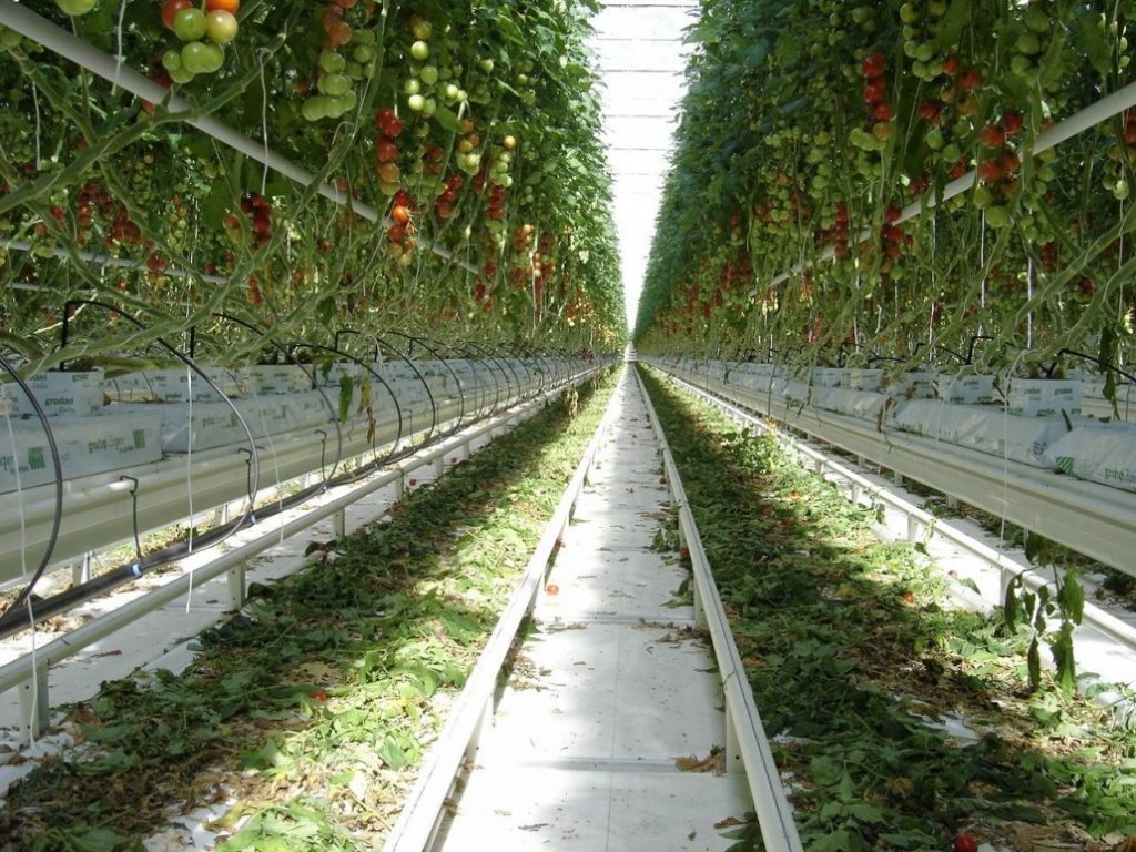 JBH Steel Gutter System For Enhanced Vegetable Cultivation