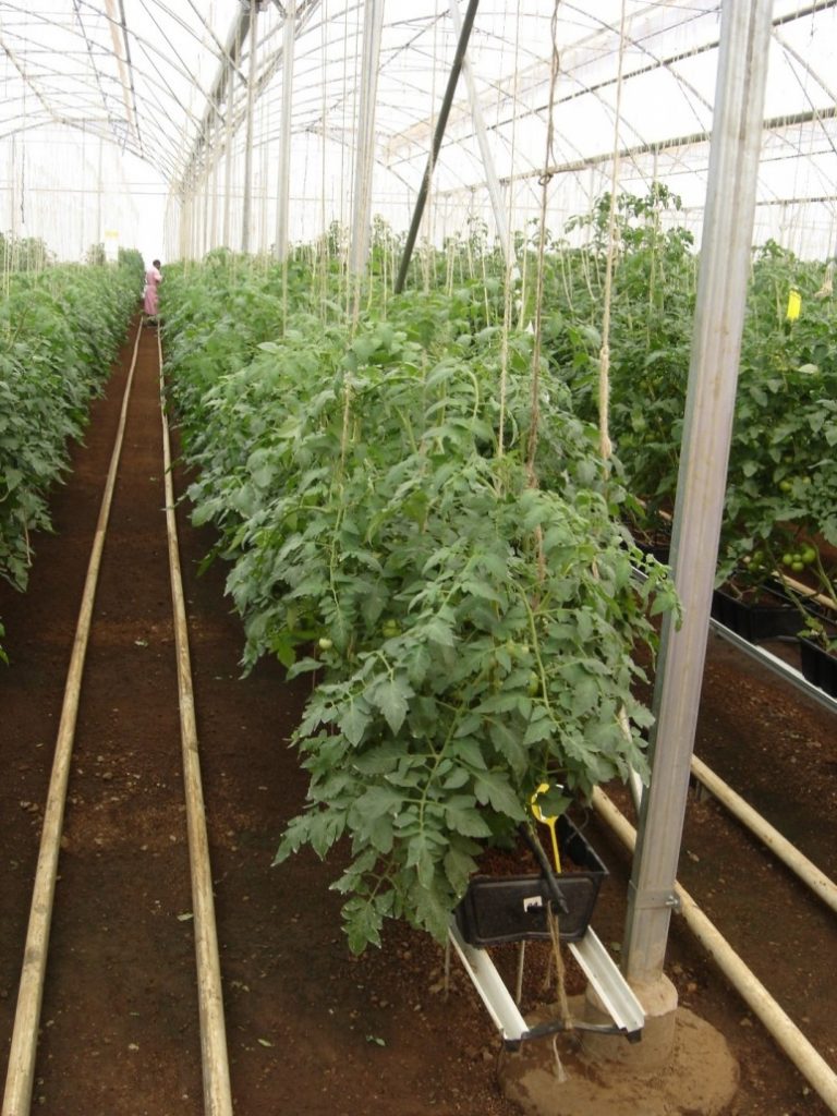 JBH Steel Gutter System For Enhanced Vegetable Cultivation