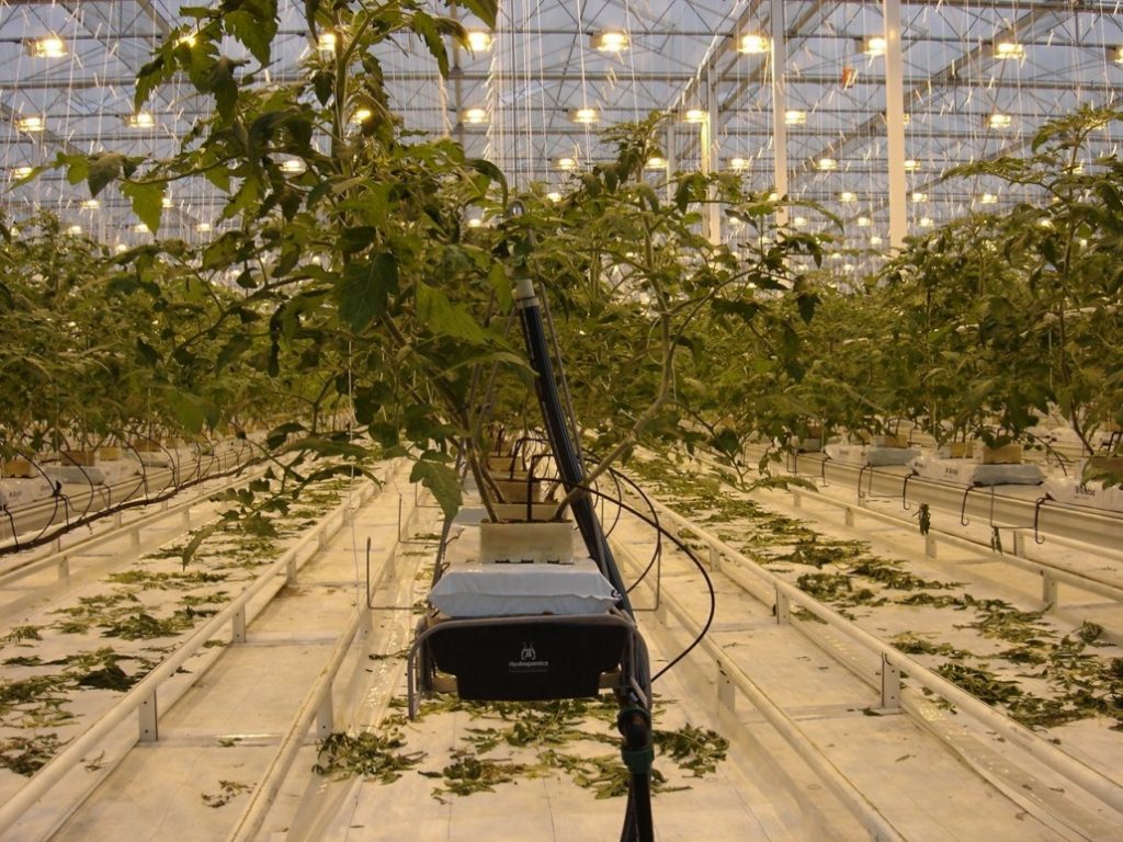 JBH Steel Gutter System For Enhanced Vegetable Cultivation