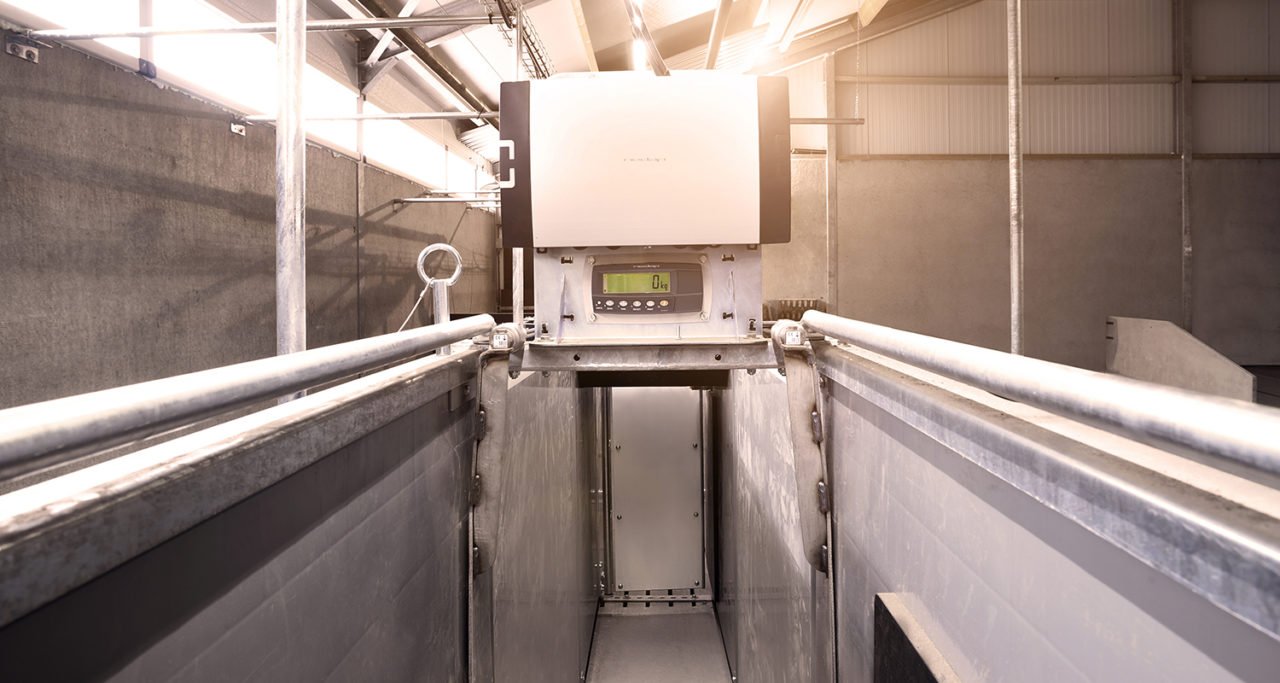 Nedap ProSense - Pig Farming - Pig Weight Monitoring System ...