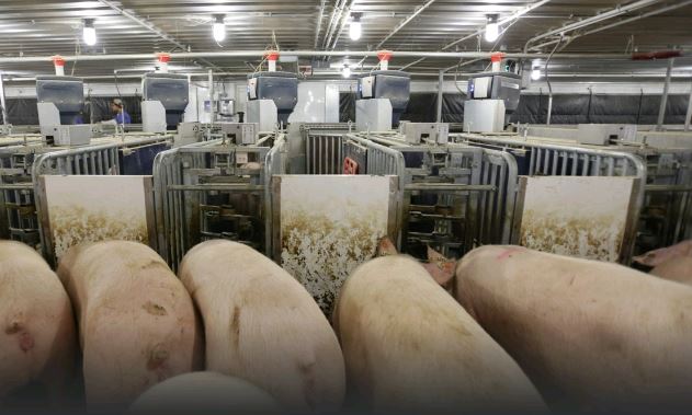 Nedap Nedap - Pig Farming - Automatic Sow Separation System ...