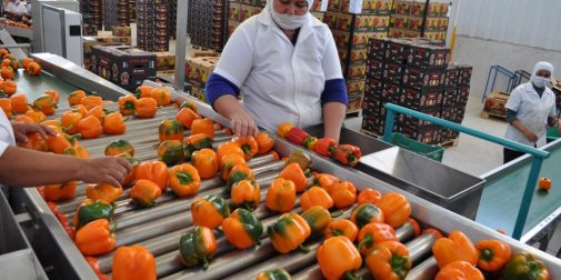 Pre-Grading For Manual Sorting Tables