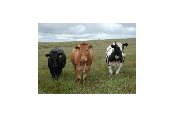 Cattle Tracing Software (Cattle Management Program)