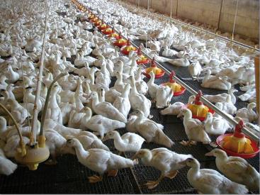 Agromax - Feeding Systems - Duck Feeding System By Agromax BV