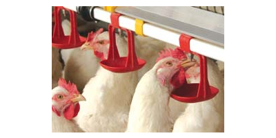 Poultry Watering Systems by Reliable Poultry Supply, Inc.