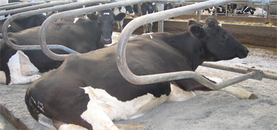 Cattle Bedding by EnviroSystems Ltd