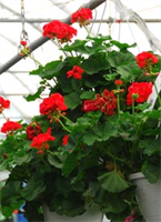 Amega Sciences Micronutrient Supplements