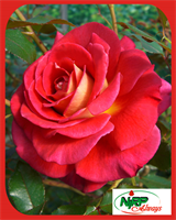 Copacabana Garden Roses