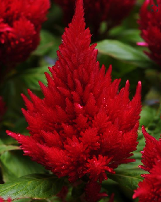 Flower Seeds - Celosia Glorious Red by Indo American Hybrid ...