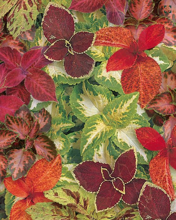 Flower Seeds - Coleus Wizard Mix by Indo American Hybrid ...