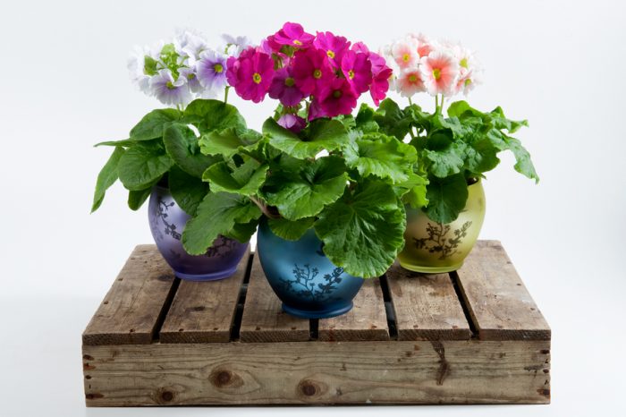 Midi - Midi - Primula Touch Me - Mini Spring Plant by ...