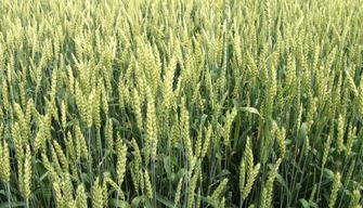 C-M-Seed - CM 614 - Soft Red Winter Wheat - Soft Red Winter ...