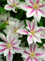 Andromeda - Clematis by Van Diemen Quality Bulbs