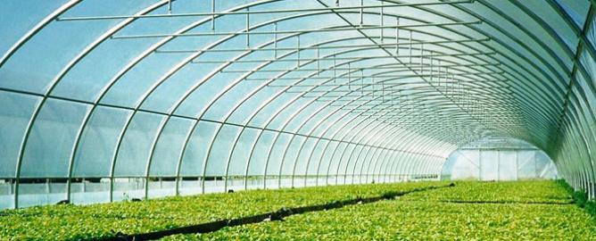 Rovero - Poly Tunnel Greenhouse - Tunnel Greenhouse With ...
