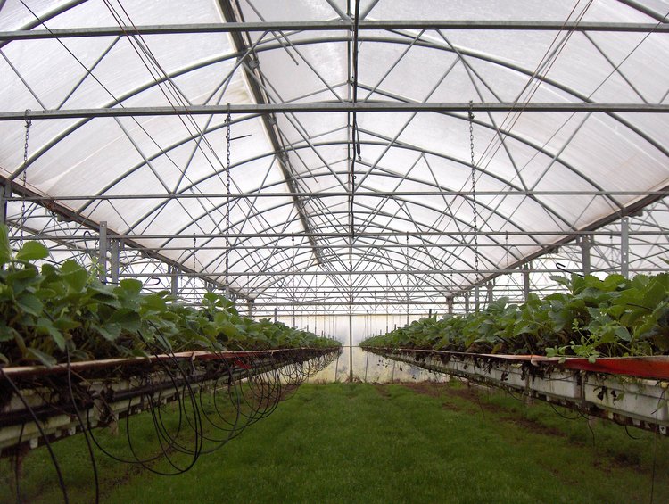 Rovero - Rovero Film Greenhouses - Multi Foil Greenhouse By Rovero