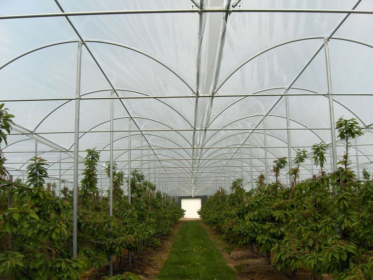 Rovero - Rovero Fruit Covers - Rain Canopy With Fixed Deck by ...