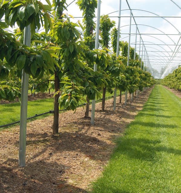 Rovero - Rovero Fruit Covers - Rain Canopy With Fixed Deck by ...