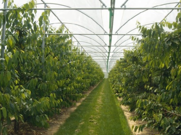 Rovero - Rovero Fruit Covers - Rain Canopy With Fixed Deck by ...