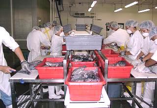 Tilapia Processing Plant by Aquaculture Production Technology ...