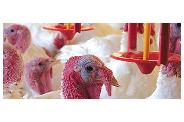 Cumberland - Poultry Feeding Systems - Broiler and Breeder ...