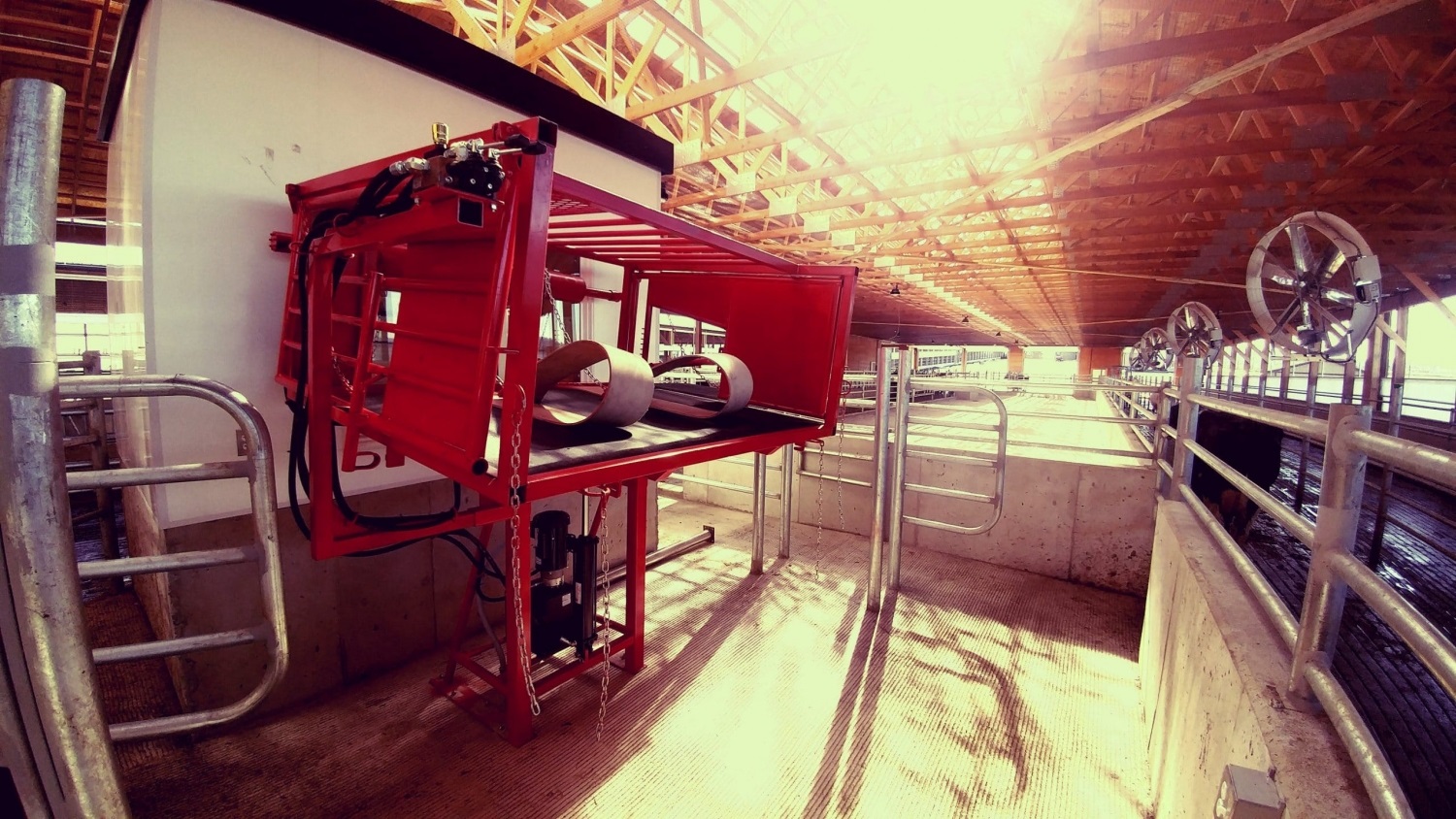 Mid Valley Hoof Trimming Chute For Dairy Cattle