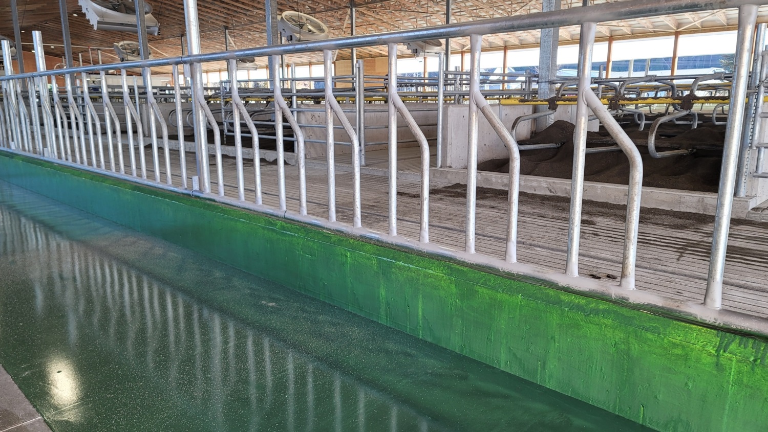 Mid Valley STS Calf Starter Stanchions