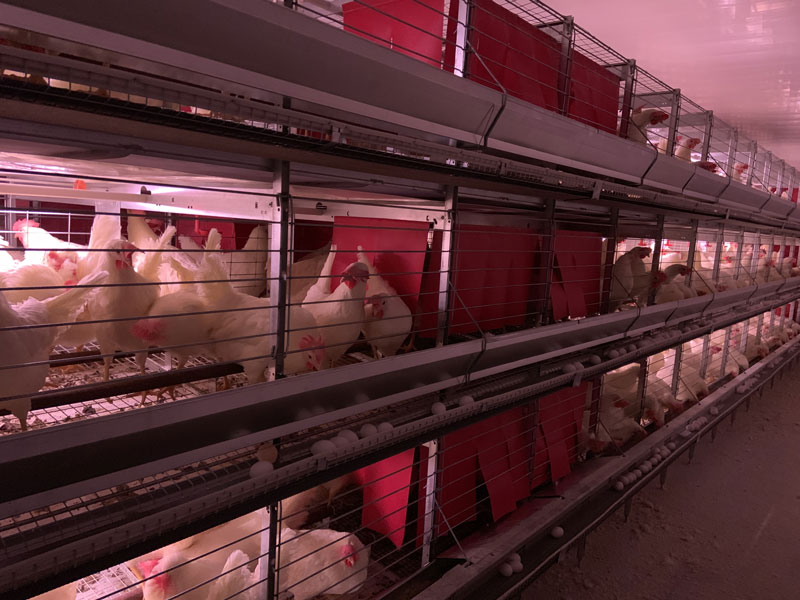 FDI Enriched Condo Layer Unit