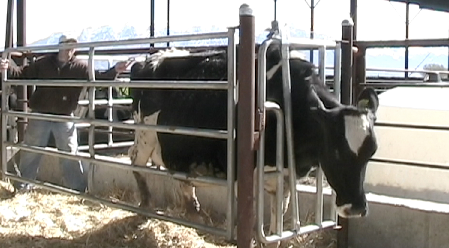 HMI Individual Head Catch For Livestock Handling