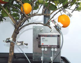 Dexlog - DEX - Solor Science - Dendrometer Data Logger System ...